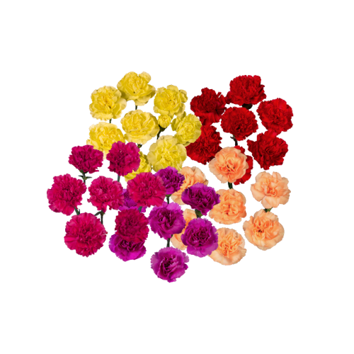 MINI CARNATIONS ASSORTED – HT Wedding Collection